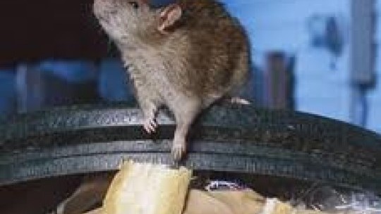 Rat Infestation In Black River - Says Health Department | RJR News ...