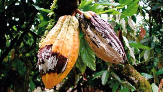 Frosty Pod Rot Disease Affecting Cocoa Crop, Says Agriculture Ministry ...