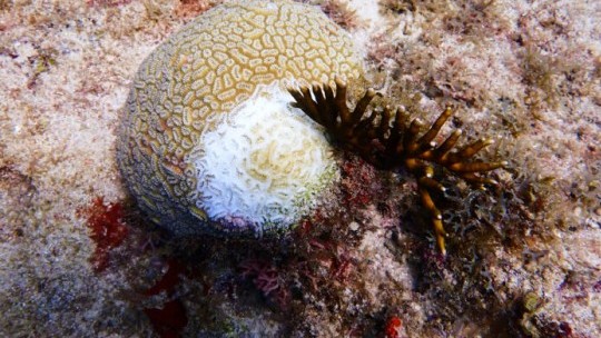 Deadly Coral Disease Affecting Antigua And Barbuda's Reefs | RJR News ...