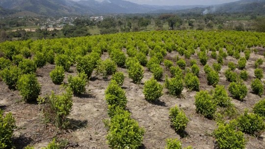 Colombia Coca Plant Cultivation At Historic Levels According To UN ...