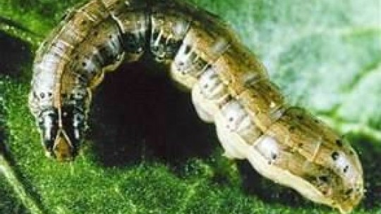 Army Worms Threaten Farms In St. Elizabeth | RJR News - Jamaican News ...