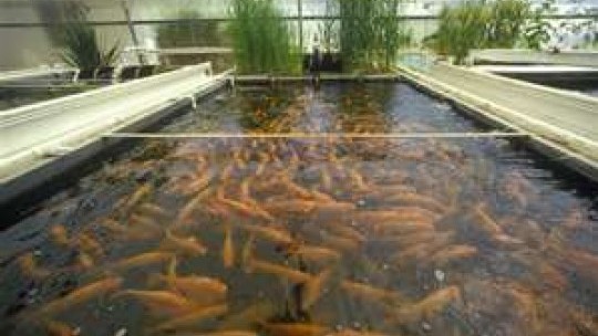 Caribbean Urged To Boost Fish Farming | RJR News - Jamaican News Online