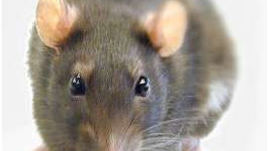 Rat Eradication Drive In Corporate Area | RJR News - Jamaican News Online